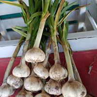 Products :: Burgersfarm